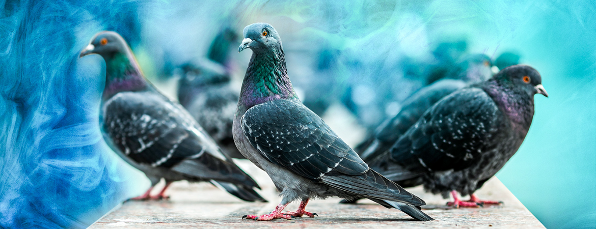 ATB Ventures | Decoding Creativity Pt 2: Lessons from Pigeons and Humans